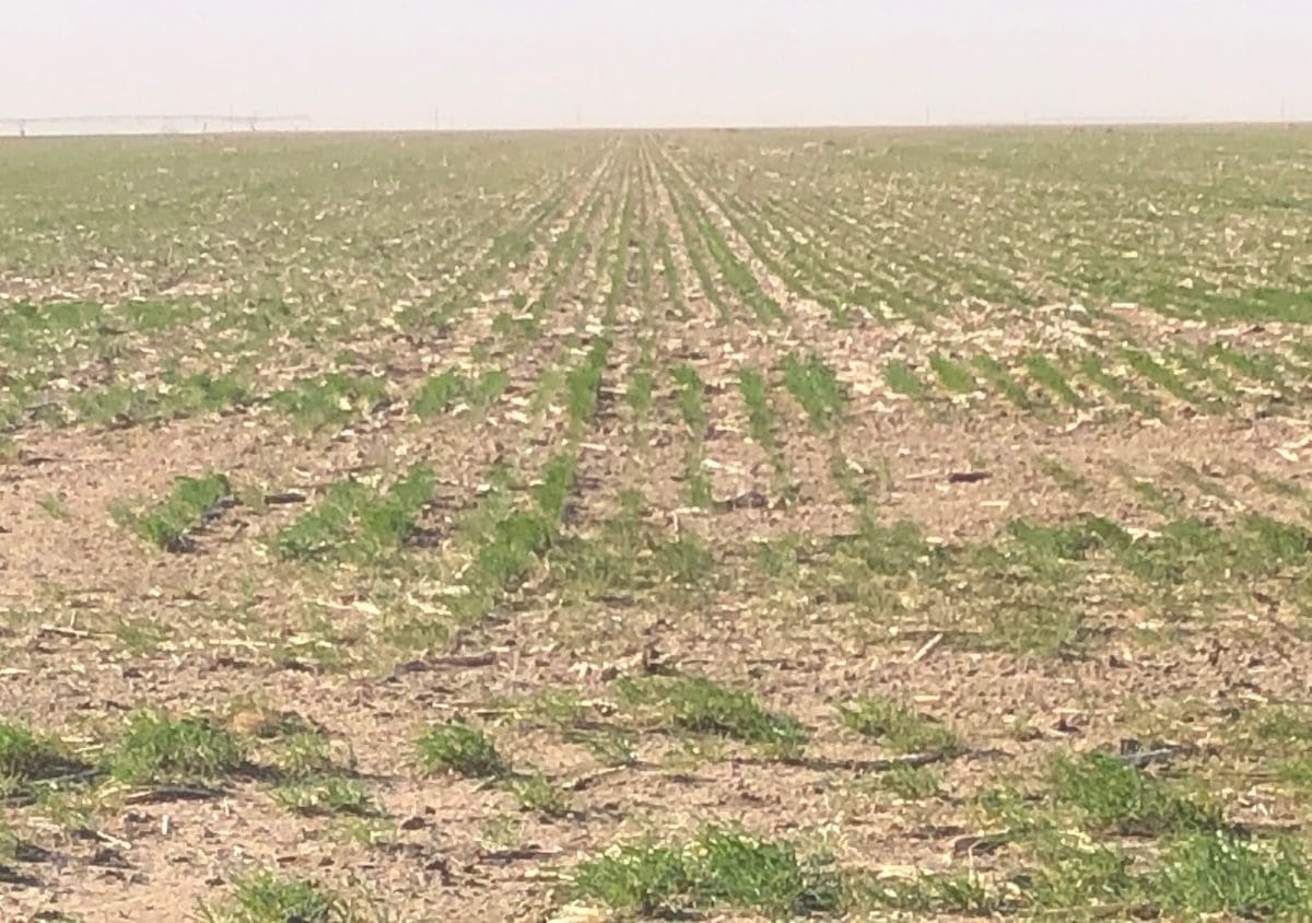 US winter wheat woes worsen - Grain Central