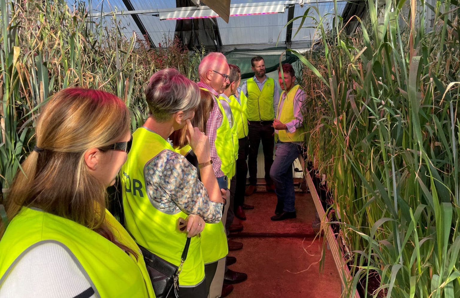 New varieties kick off first national oat program - Grain Central