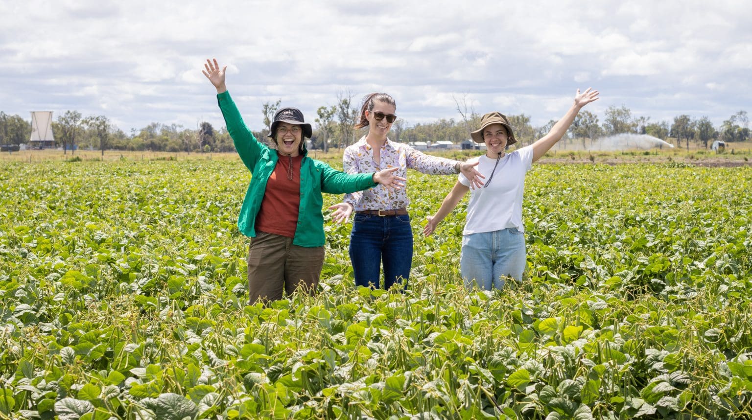 Field trial looks to boost yield stability of mungbeans - Grain Central