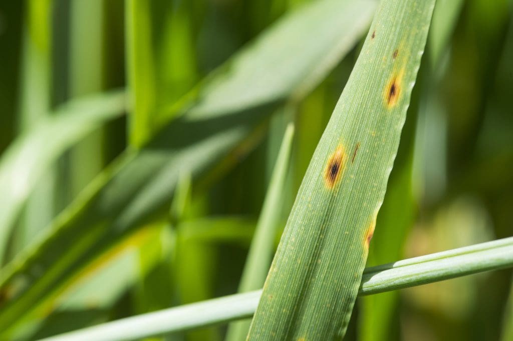 Barley disease in spotlight at Albany forum - Grain Central