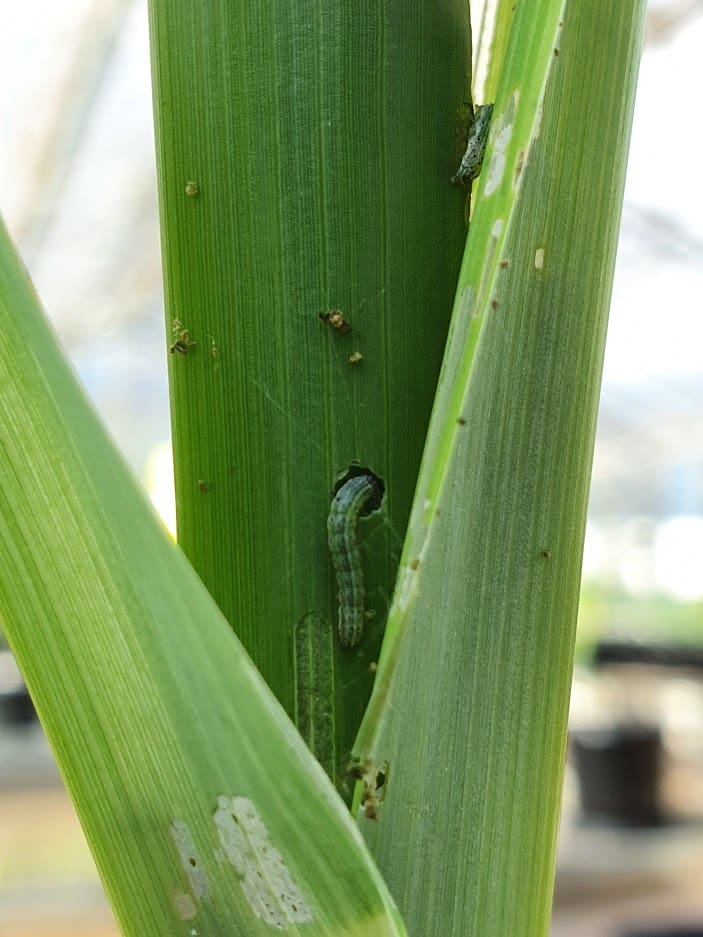 Fall armyworms' double life revealed - Grain Central