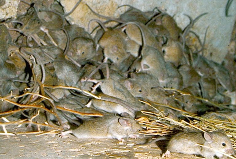'Man-cave’ mice are intergenerational bad boys - Grain Central