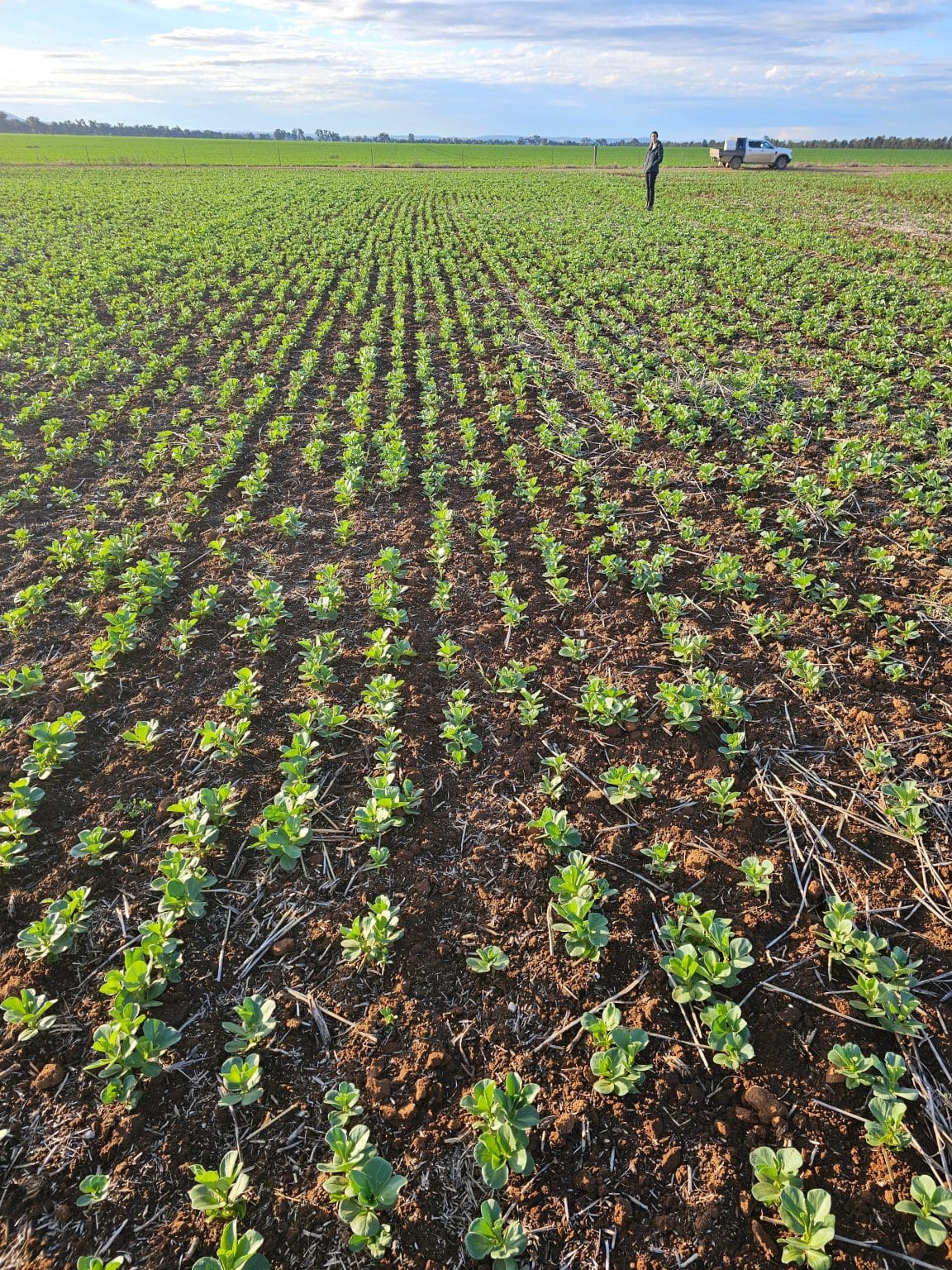 Pulse Update: Faba, lentil crops off to strong start - Grain Central