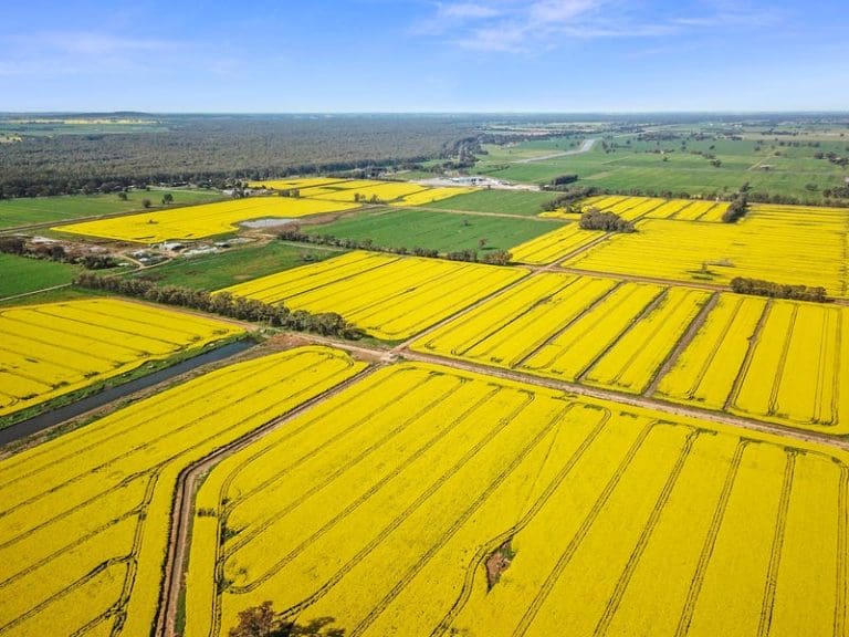 Wonga Park tipped to relist, WA, NSW holdings sell - Grain Central