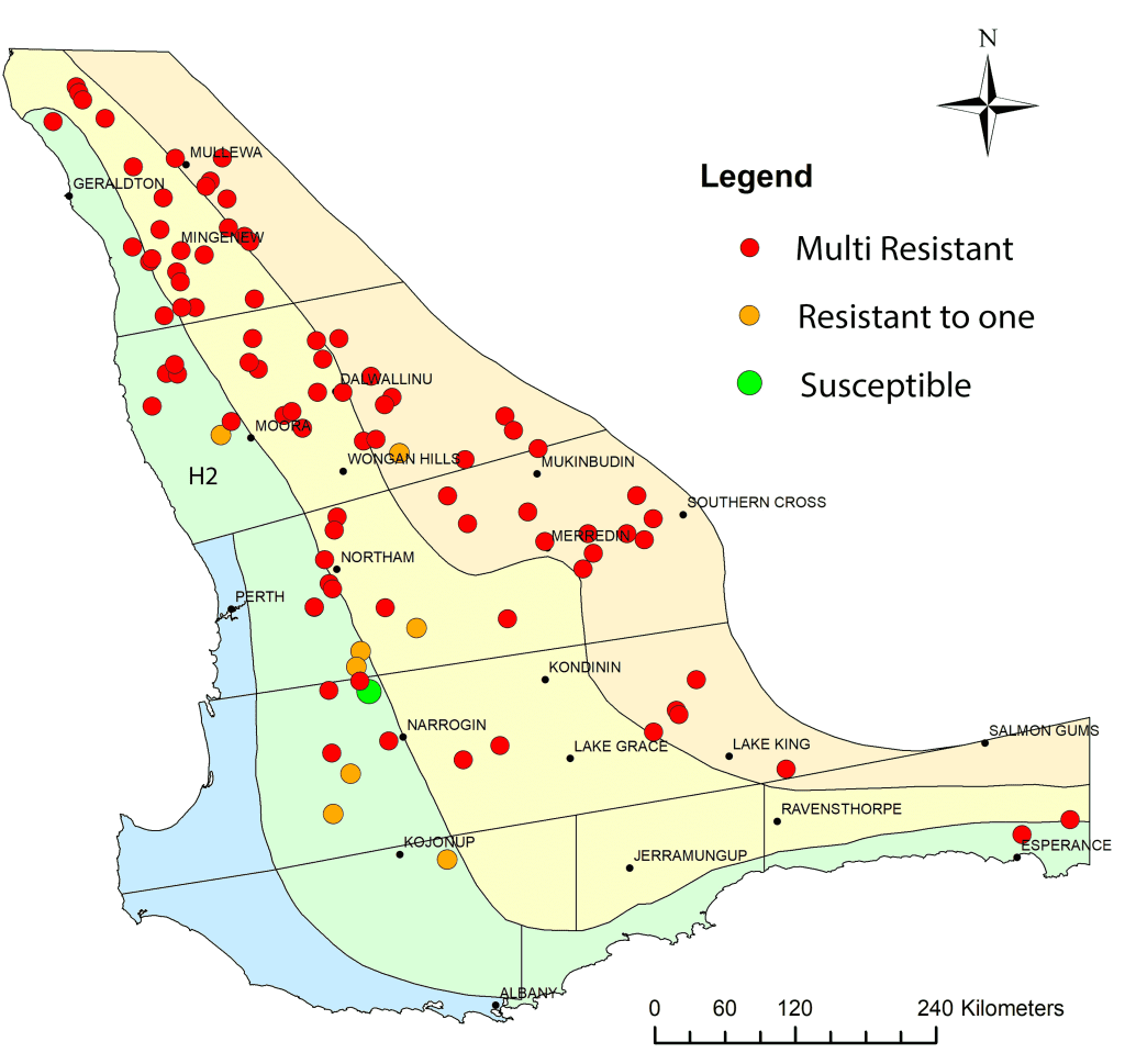 AHRI pinpoints enzymes behind resistance in radish - Grain Central