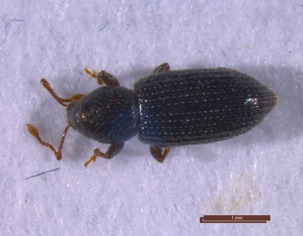 Joint project seeks to identify weevil found in WA - Grain Central
