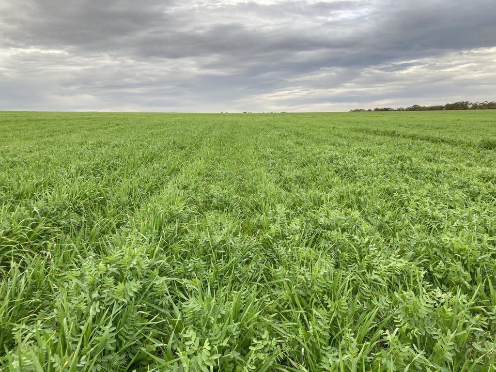 Rain lifts prospects for WA crop, NSW still dry - Grain Central