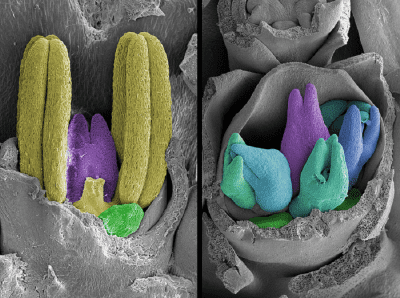 Cracked gene code bodes well for more, better barley - Grain Central