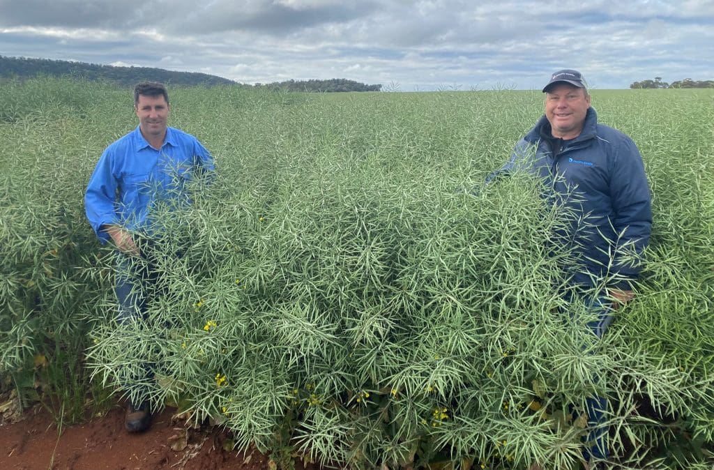 Pacific releases two new Hyola canola varieties - Grain Central