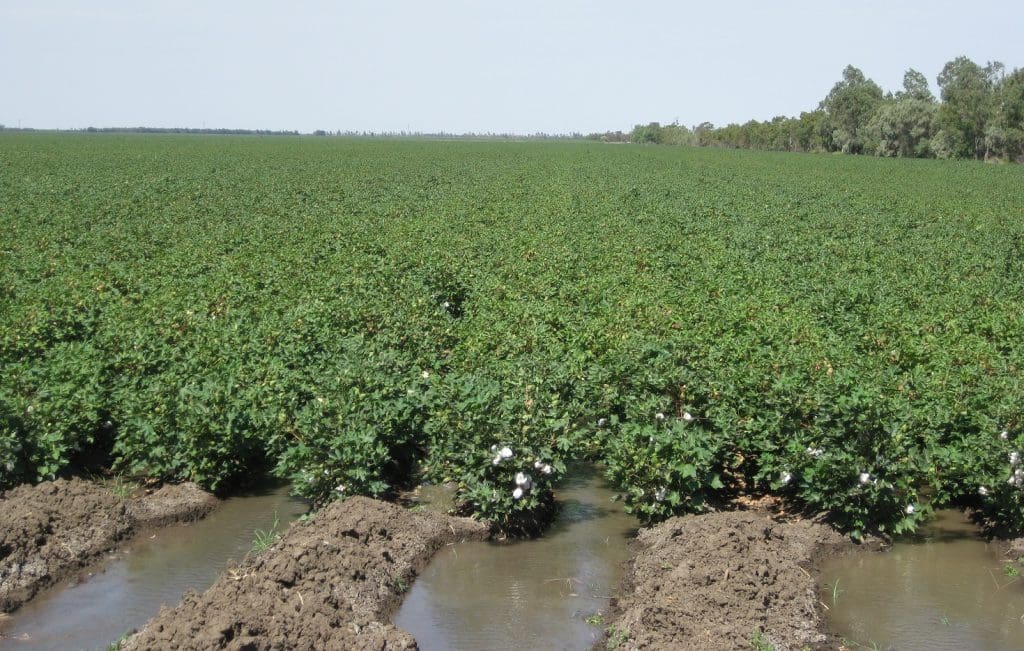 Call for rethink on cotton N performance indicators - Grain Central