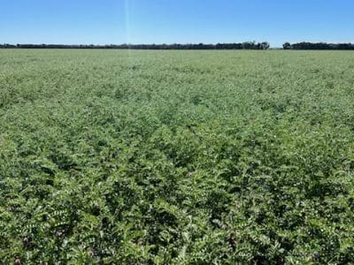 Options expand for CQ chickpeas as harvest nears - Grain Central