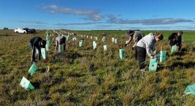 Study looks at SA vegetation link to snail-killer fly - Grain Central