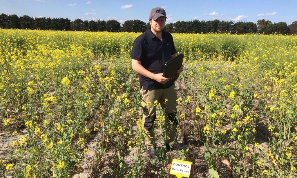 Herbicide strategy important following strategic deep tillage - Grain ...