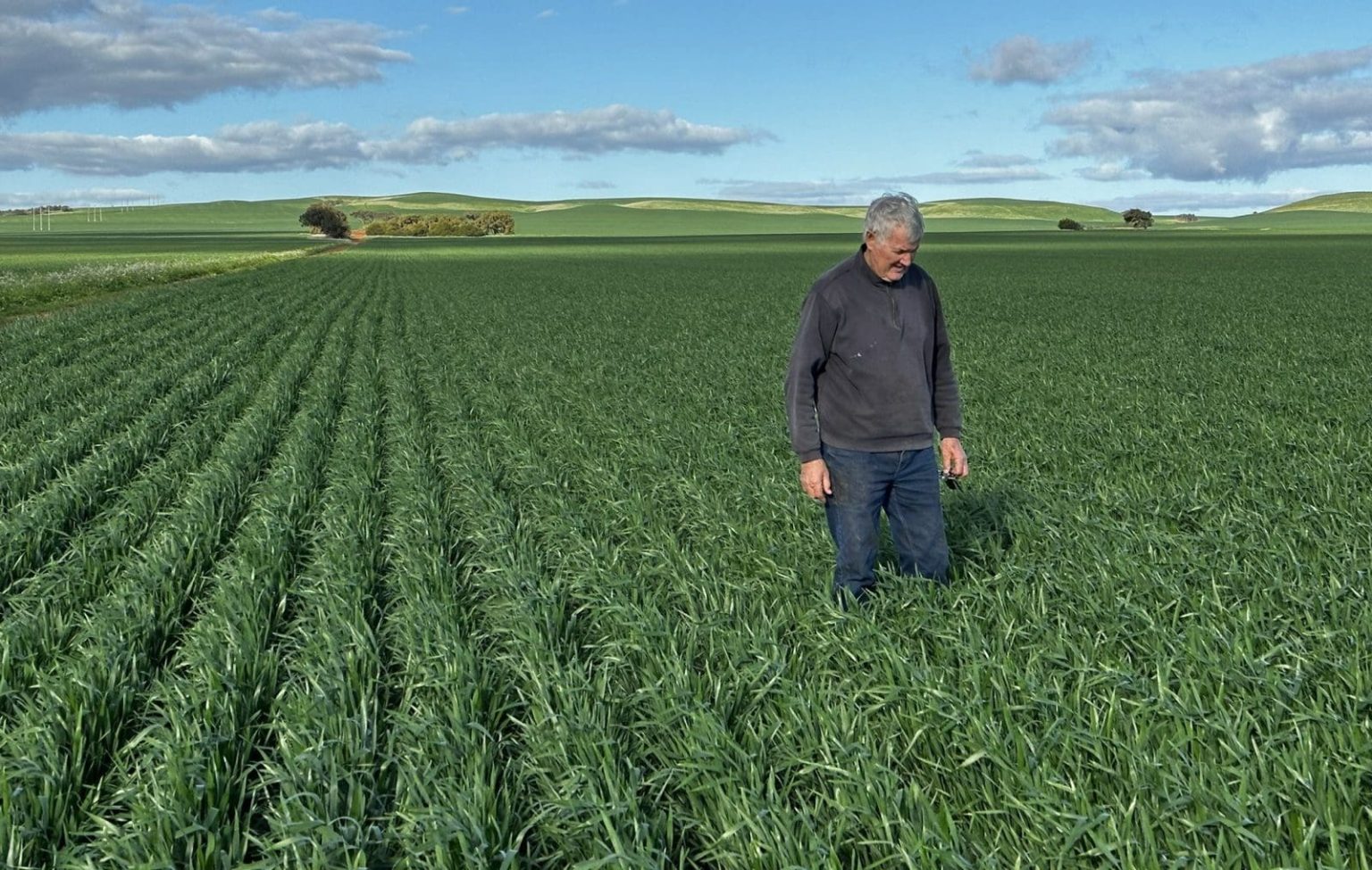 Dry trims 1Mt from west's yield potential: GIWA - Grain Central