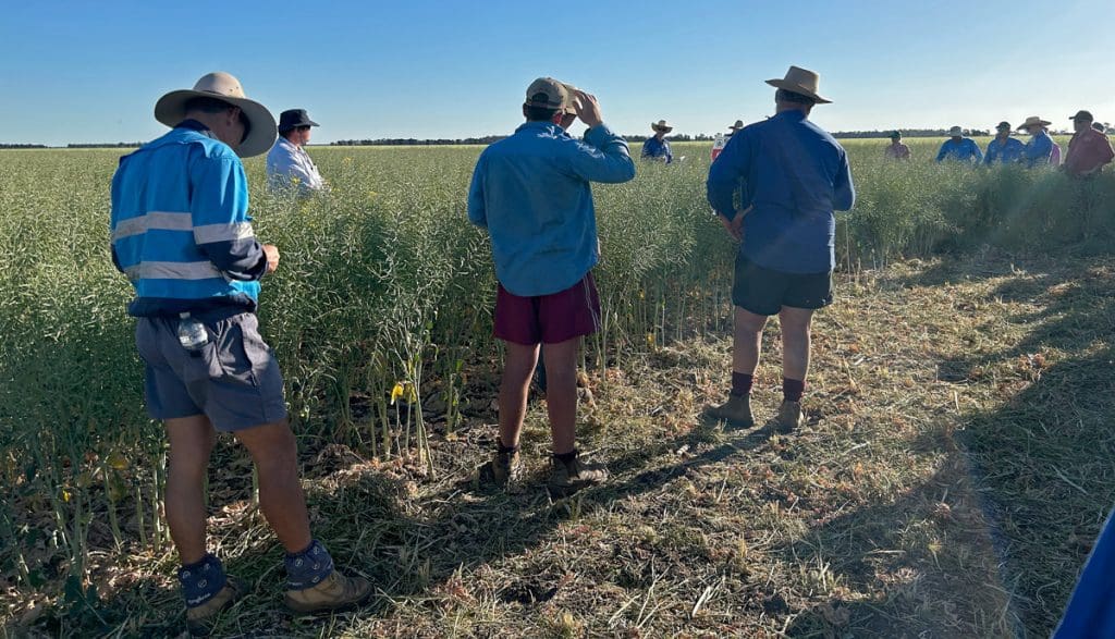 Qld growers hungry to learn more about hybrid canola - Grain Central