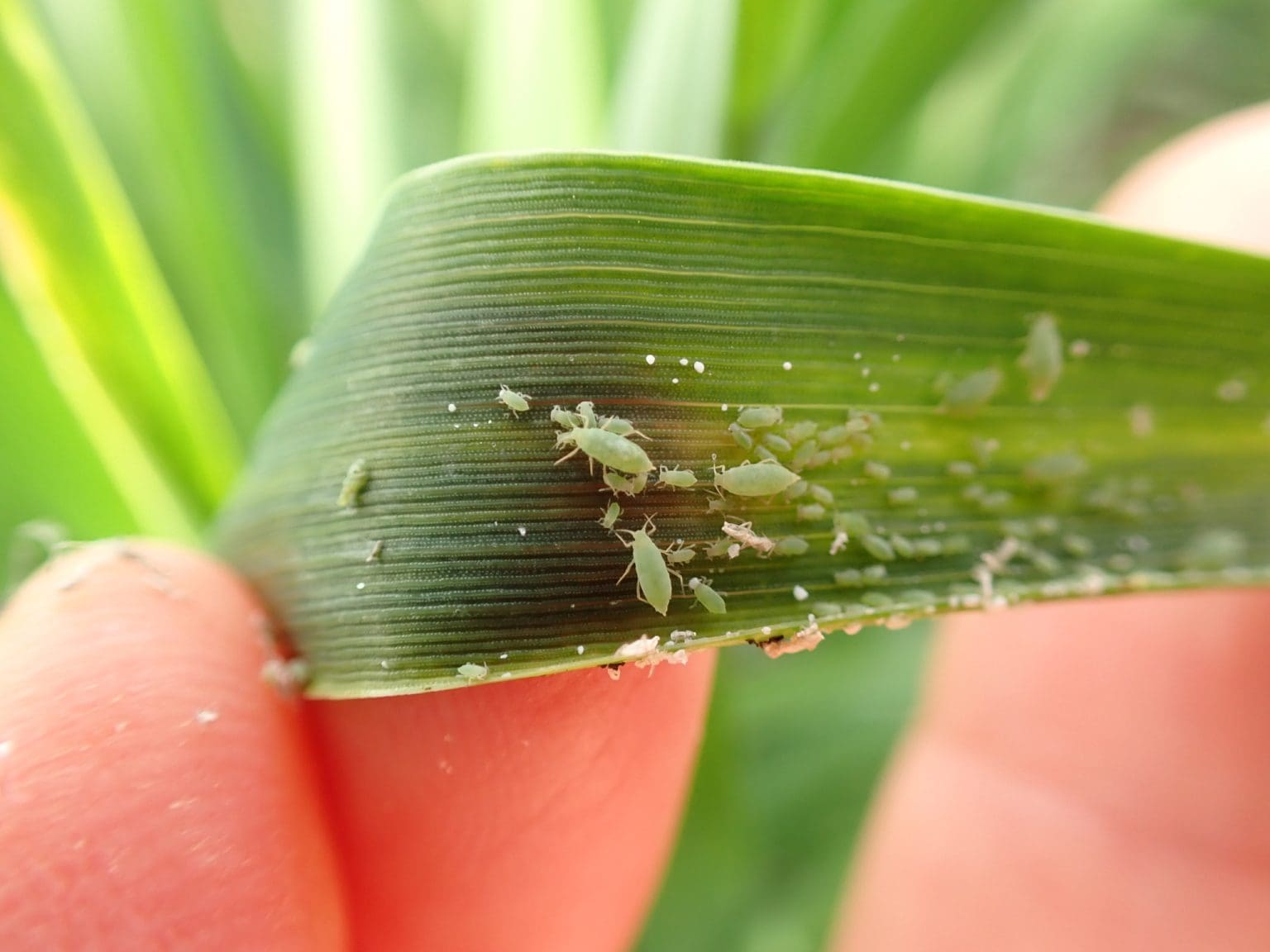 Northern NSW growers urged to check for Russian wheat aphid - Grain Central