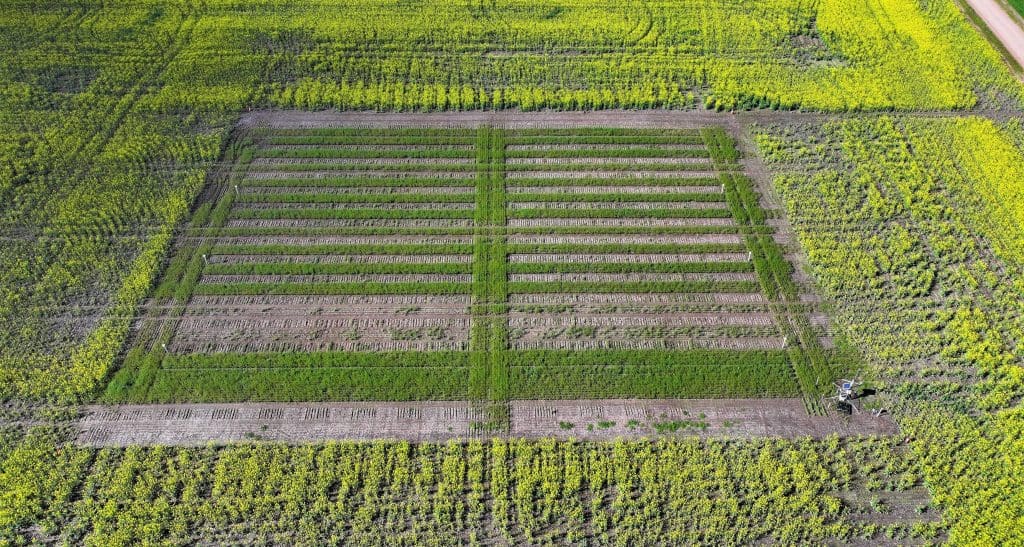 Chickpea project aims to overcome chill factor - Grain Central