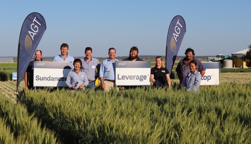 Sundancer, Leverage wheat varieties unveiled - Grain Central Sundancer, Leverage wheat varieties unveiled - Grain Central