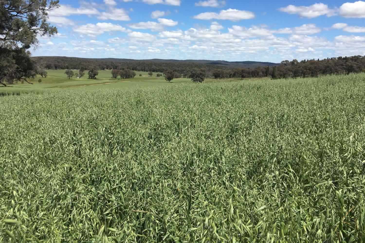 Dunedoo's prized Lockerbie leads latest listings - Grain Central