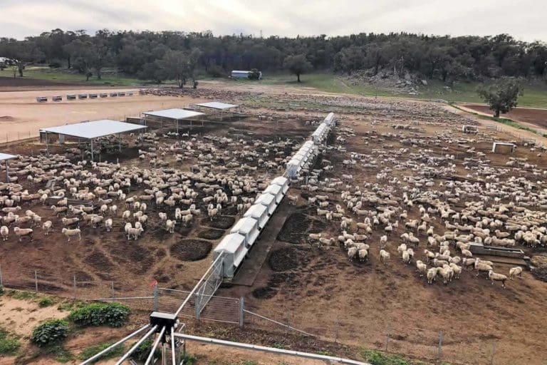 Dunedoo's prized Lockerbie leads latest listings - Grain Central