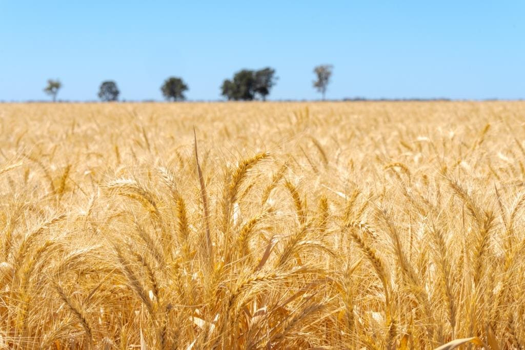 Undabri, Yambocully for sale in Border Rivers region - Grain Central