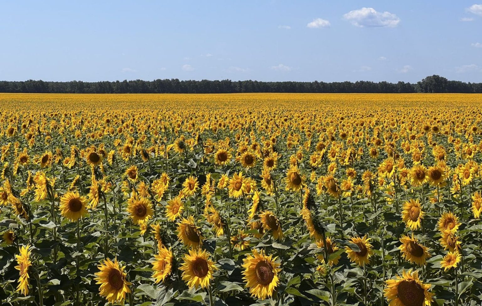 Agriculture challenges continue for Ukraine - Grain Central