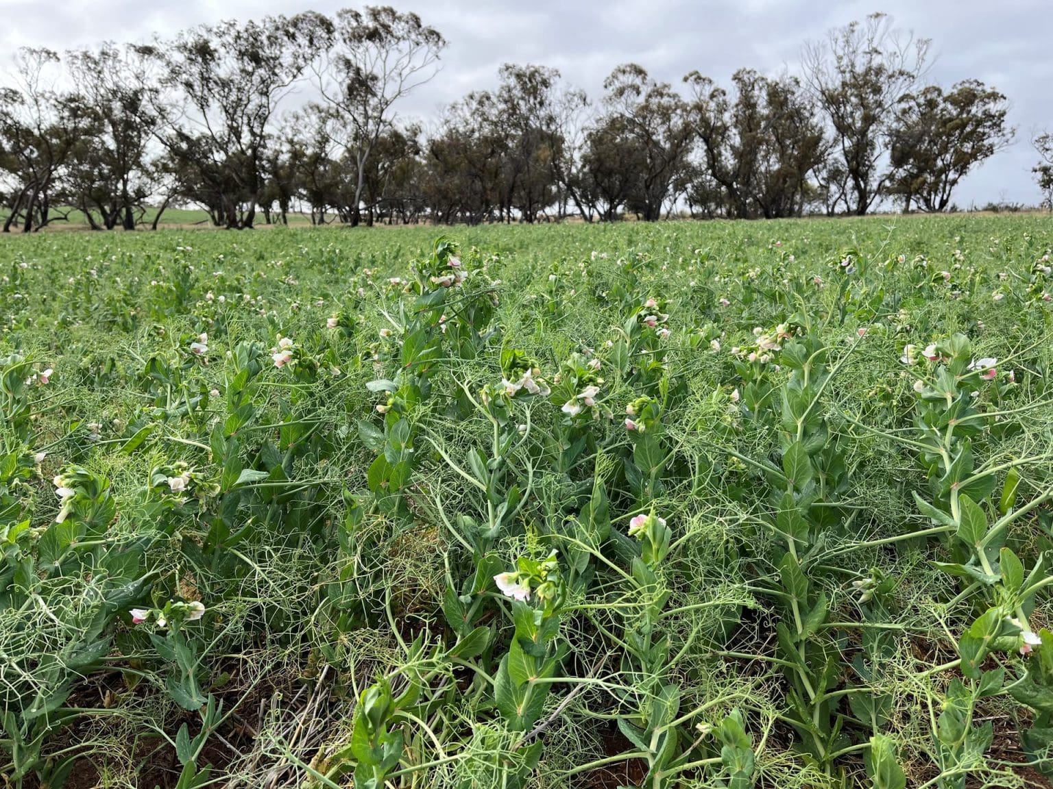 Australian pulse exports may face global headwinds: Rabo - Grain Central