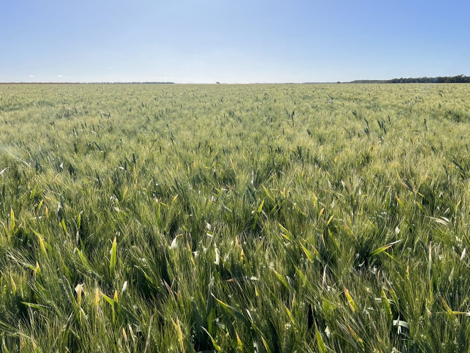 Old-crop durum sails as reduced new-crop harvest nears - Grain Central