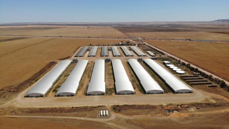 Large-scale chicken farm for sale in SA's Mid North - Grain Central