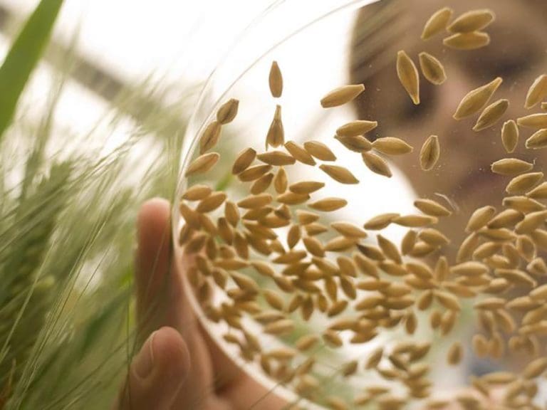 CoreDetector increases plant-breeding speed, accuracy - Grain Central