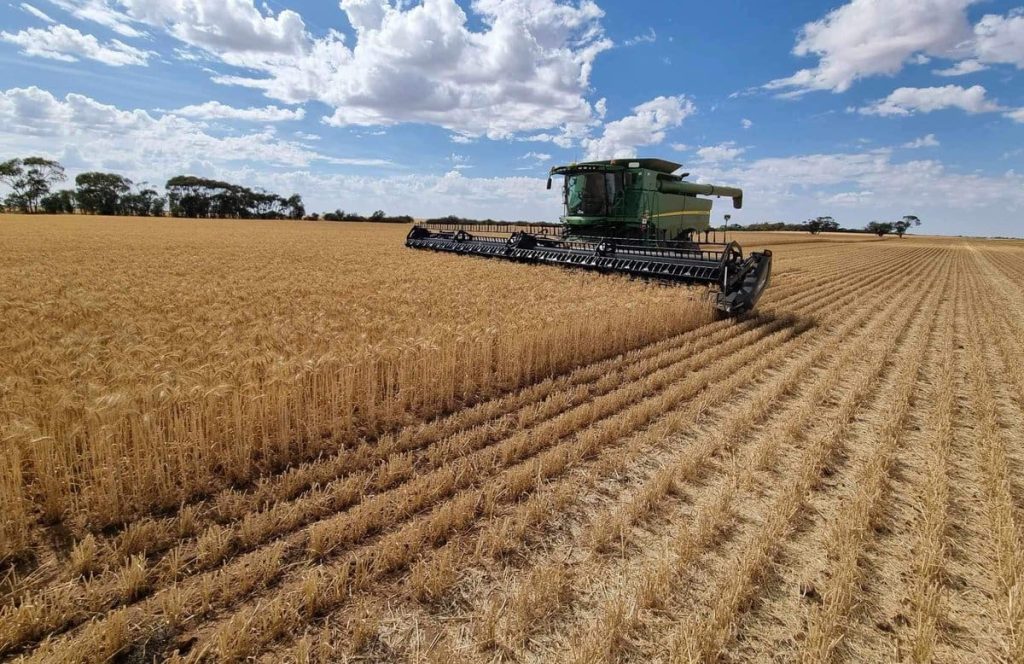 Australia's Dec wheat exports climb to 1.4Mt - Grain Central