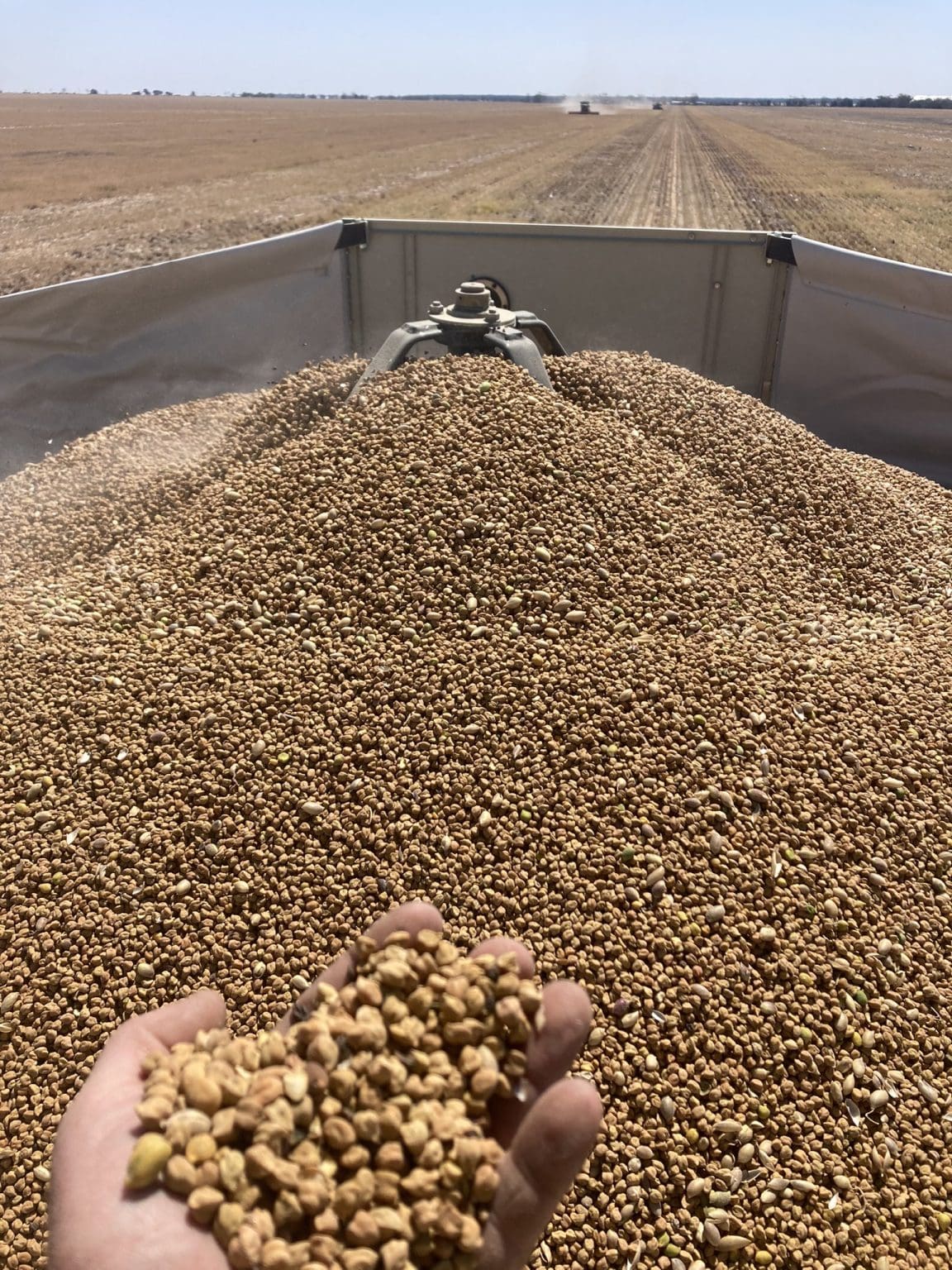Wild species offer traits to improve chickpea - Grain Central