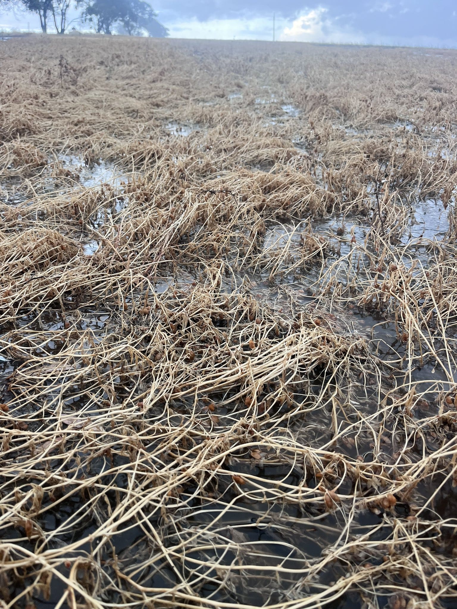 ABARES lifts total estimate for five major pulses - Grain Central