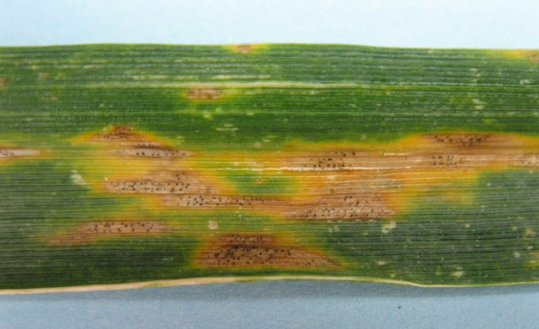 GRDC investments to combat Septoria in wheat - Grain Central