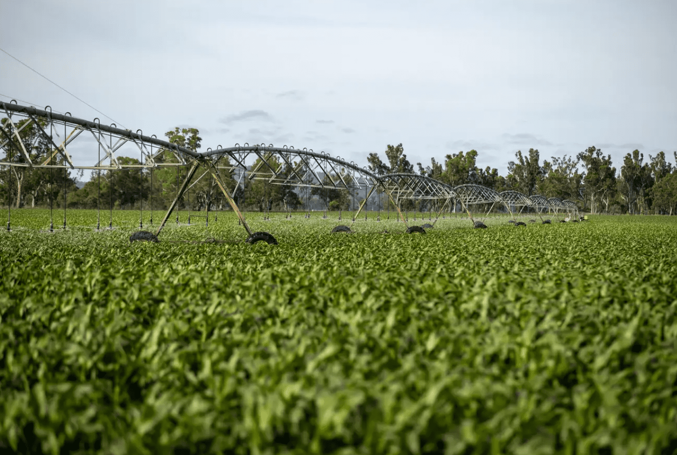 Boundary Farms offers scope on Inner Downs - Grain Central