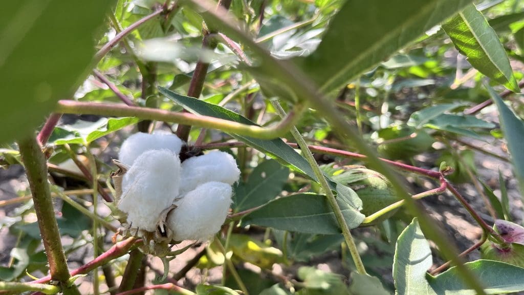 CSD, CRDC initiative seeks insights on cotton profitability - Grain Central