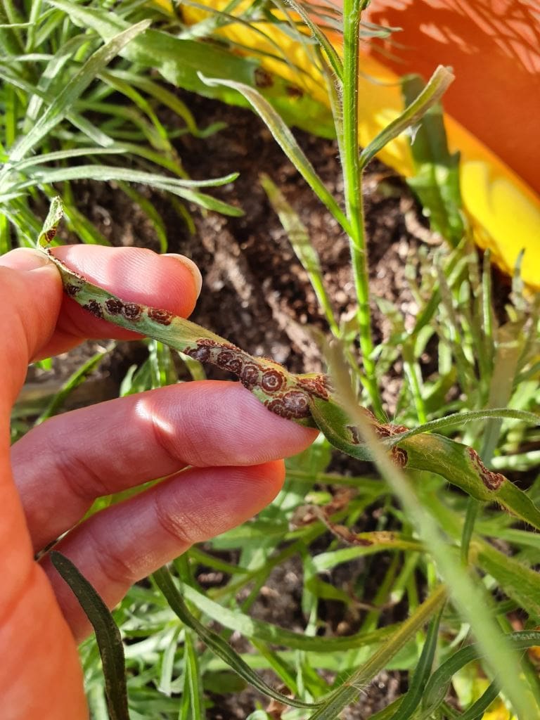 Is biological control of flaxleaf fleabane practical? - Grain Central