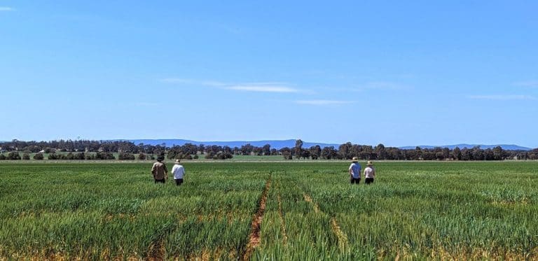 GRDC invests $1.9M to develop climate-resilient wheat - Grain Central