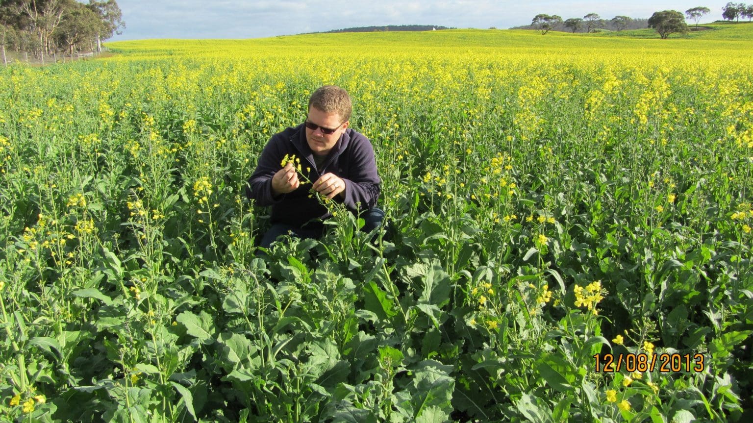 Green bridge creates pathway for canola pest - Grain Central