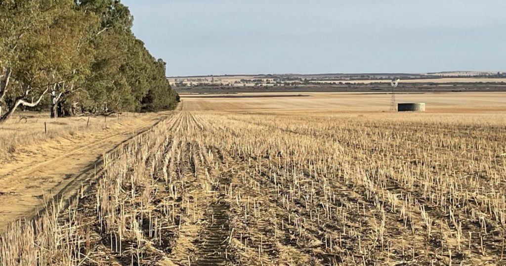 Mt Rupert among latest listings in lively SA, WA markets - Grain Central