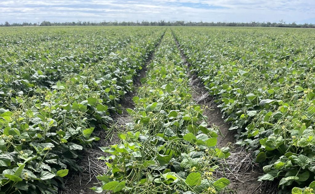 Rain at harvest dashes hopes for record mungbean crop - Grain Central