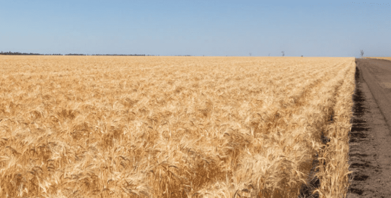 Duxton accepts Altora Ag's $70M offer for Timberscombe - Grain Central
