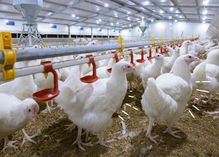 Chicken industry needs code of conduct: NFF report - Grain Central