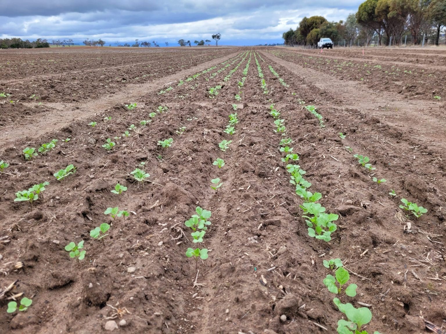 Australia ships 762,869t canola in February - Grain Central