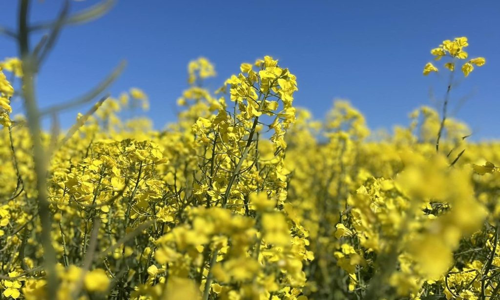 Trials for GM oilseeds for dairy proteins get green light - Grain Central