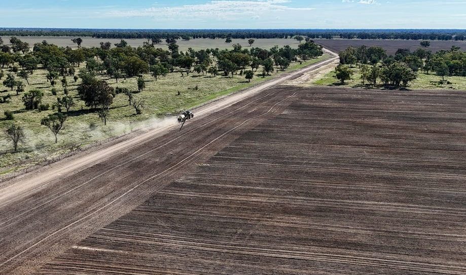 Northern NSW offerings showcase strong start to season - Grain Central