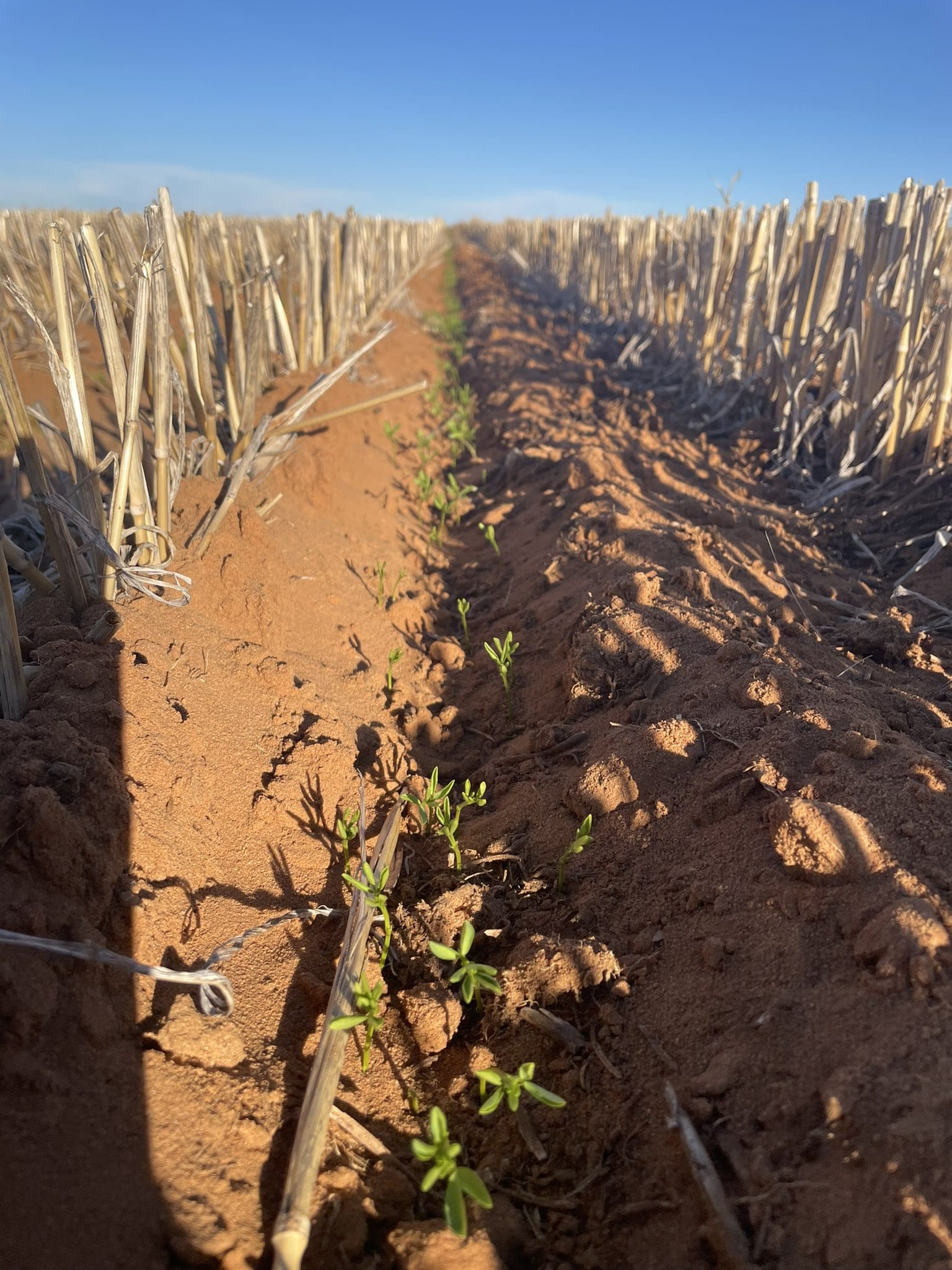Pulse Update: Rain needed to bolster hopes for big crops - Grain Central