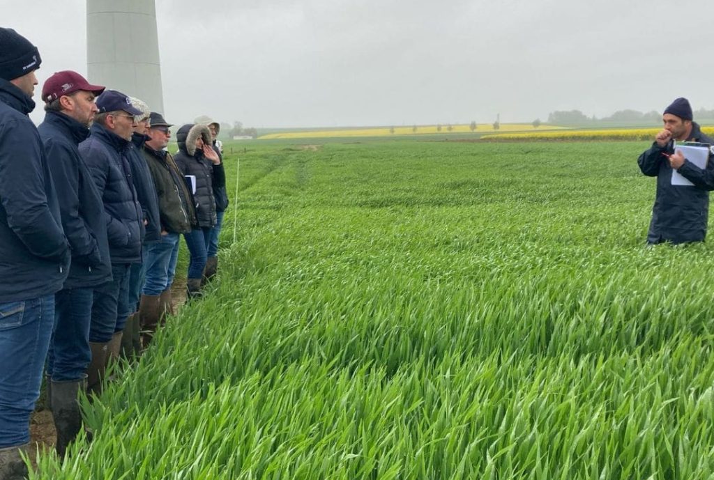 Rain dogs EU grain crops - Grain Central