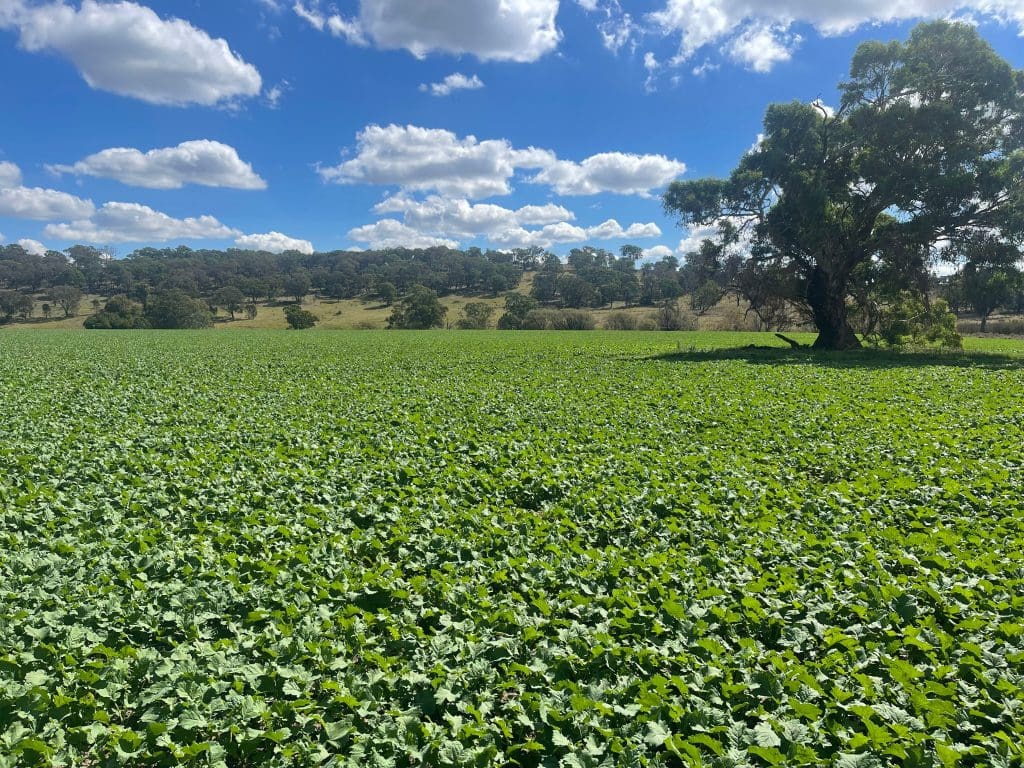 AOF forecasts new-crop canola area at 3.2Mha - Grain Central