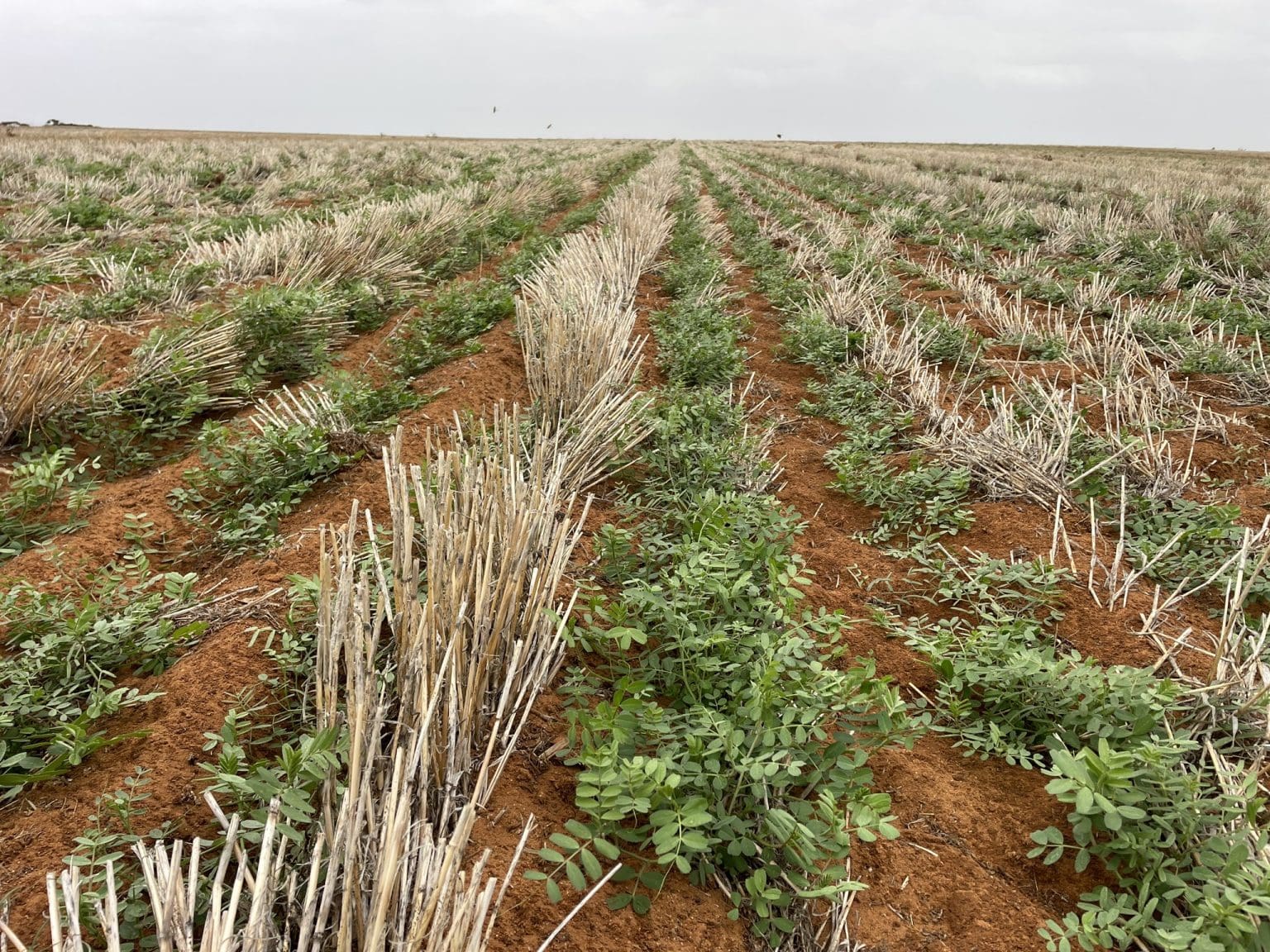 Australia exports 24,136t chickpeas, 116,768t lentils in April - Grain ...